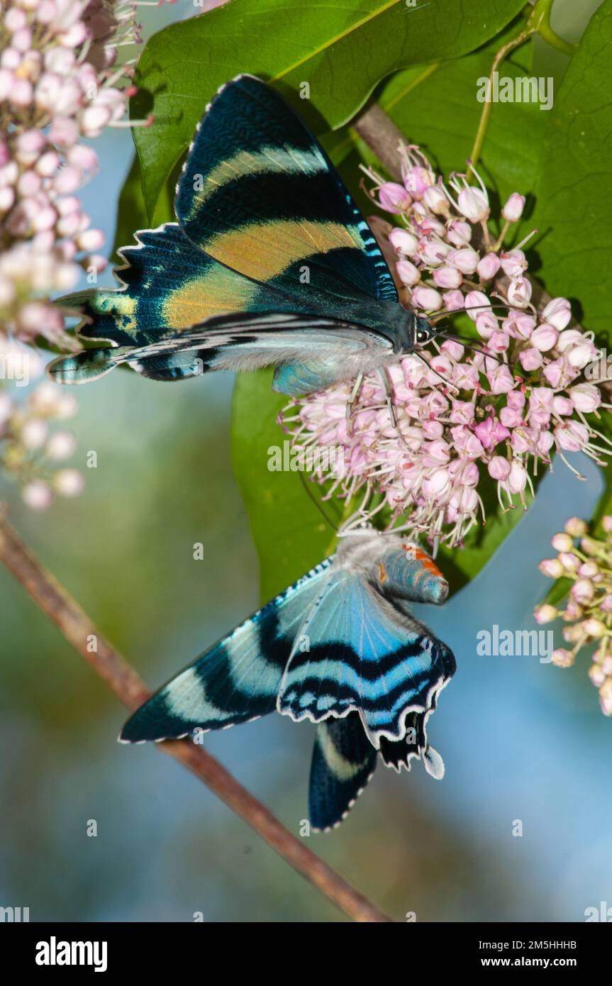 Day-flying Moth, Alcides metaurus, on Evodia Blossom Stock Photo - Alamy