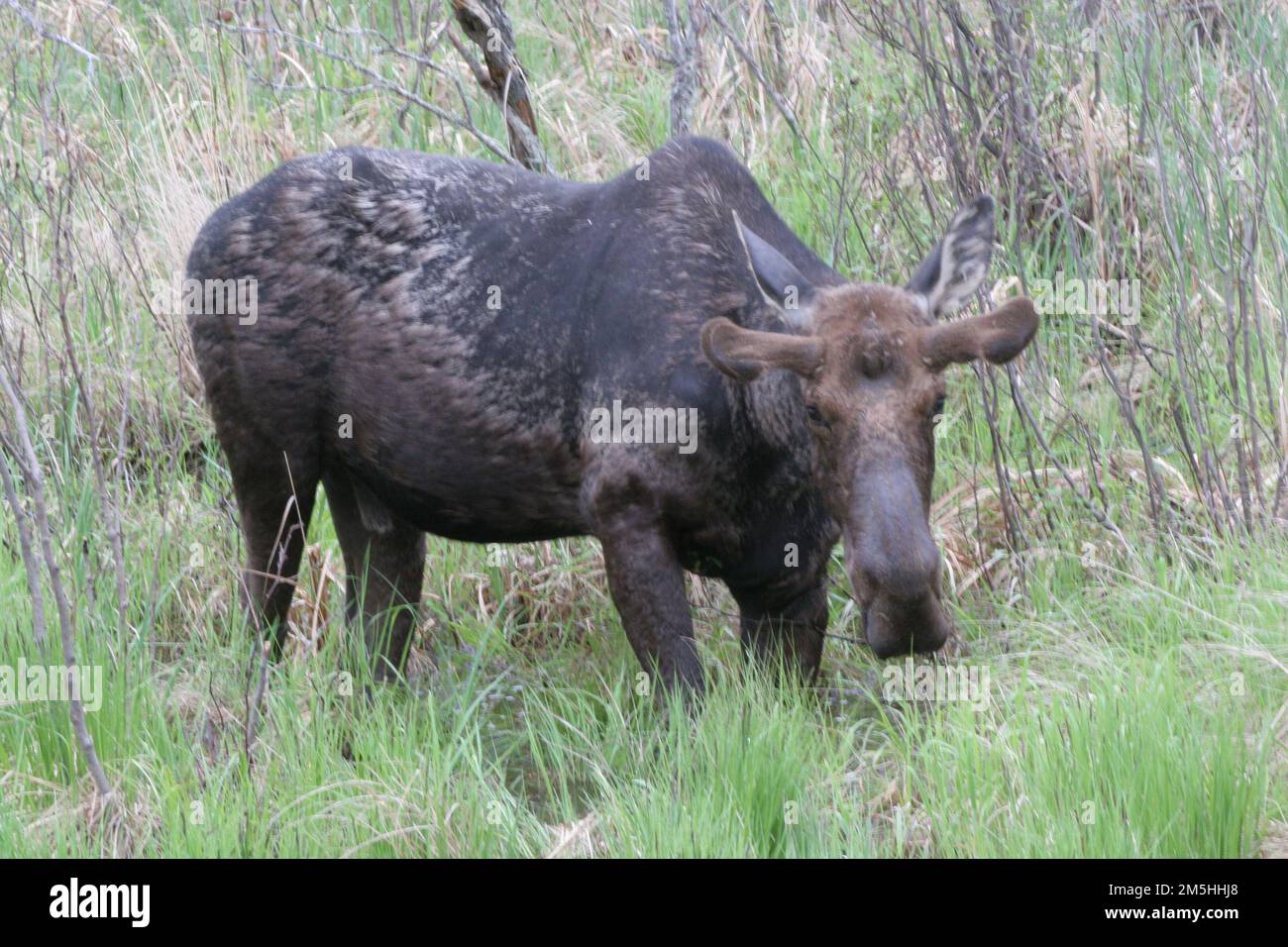 Gunflint Trail Scenic Byway - Moose in Swamp on Gunflint Trail. A moose ...