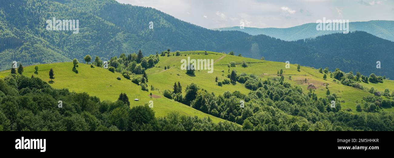 Mountain valley with bald forests in Ukraine. Deforestation of mountain ...