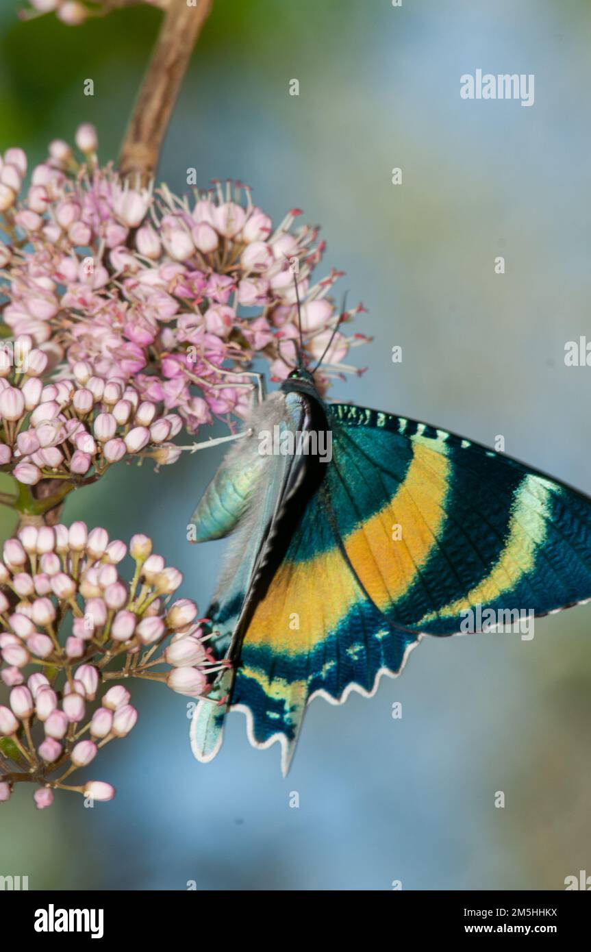 Day flying moth hi-res stock photography and images - Alamy