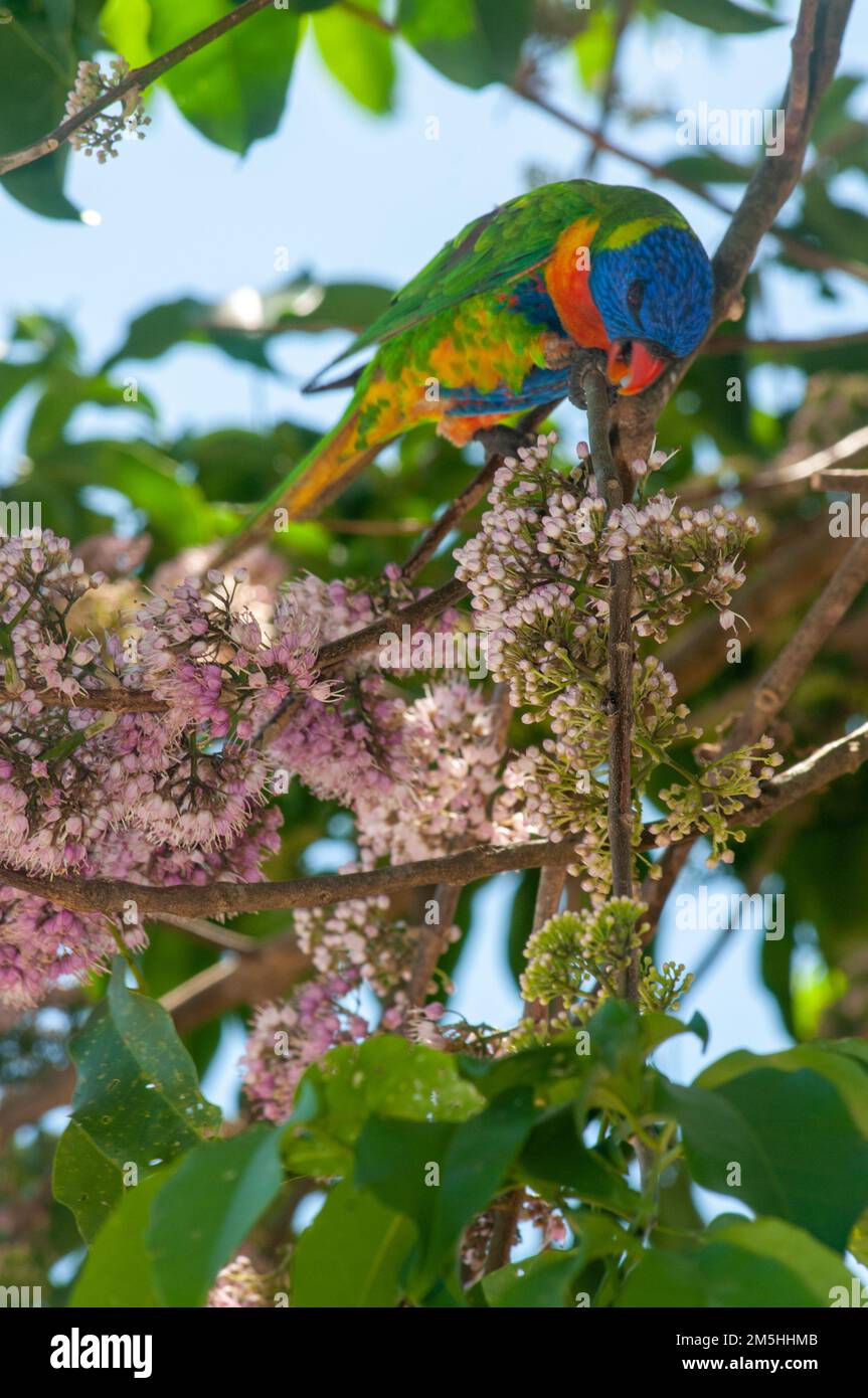Rainbow Lorikeet Trichoglossus moluccanus in Evodia Blossoms Stock ...
