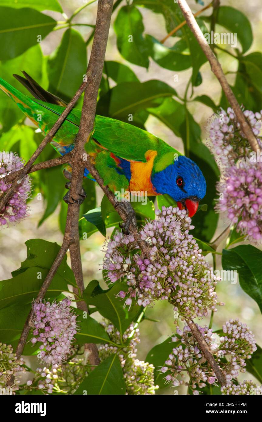 Rainbow Lorikeet Trichoglossus moluccanus in Evodia Blossoms Stock ...
