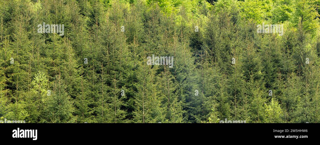 Aerial nature scenic landscape of pine green trees. Top view of green ...