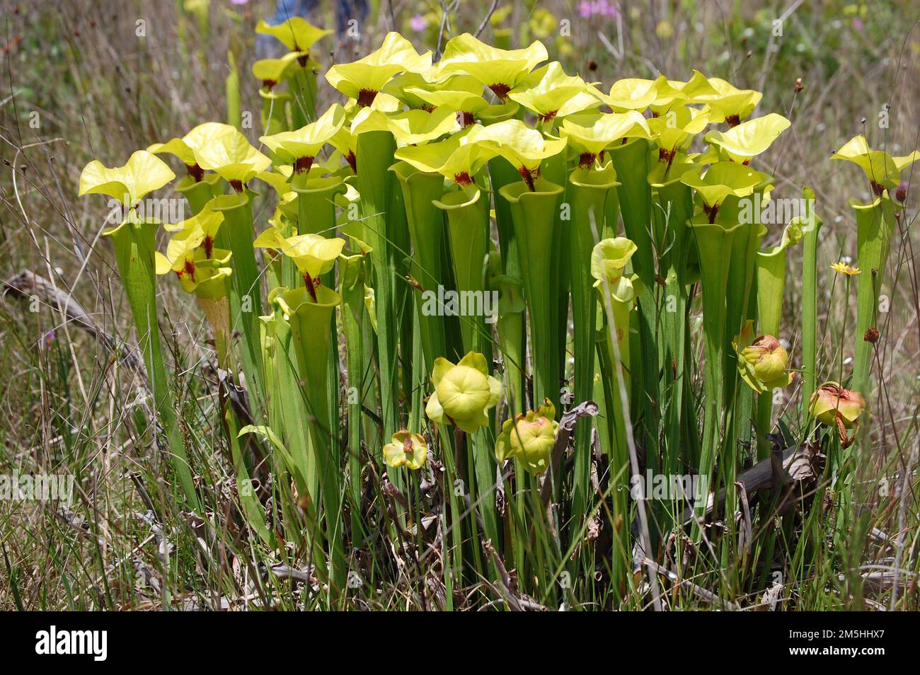Big Bend Scenic Byway - Carnivorous Pitcher Plants. These exquisite ...