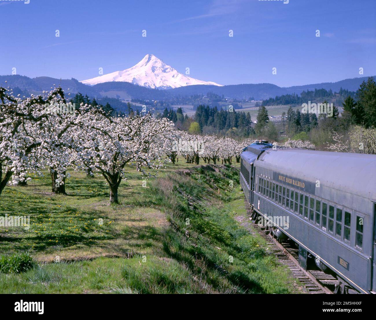 Mt. Hood Scenic Byway - Mount Hood Railroad with Spring Blossoms. The ...