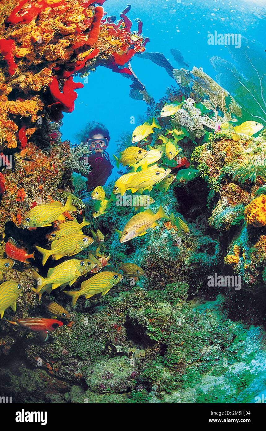 Florida Keys Scenic Highway - Diving by Florida's Coral Barrier Reef. A ...