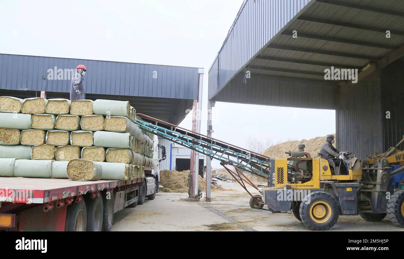 NANTONG, CHINA - DECEMBER 29, 2022 - Straw is processed and loaded into ...