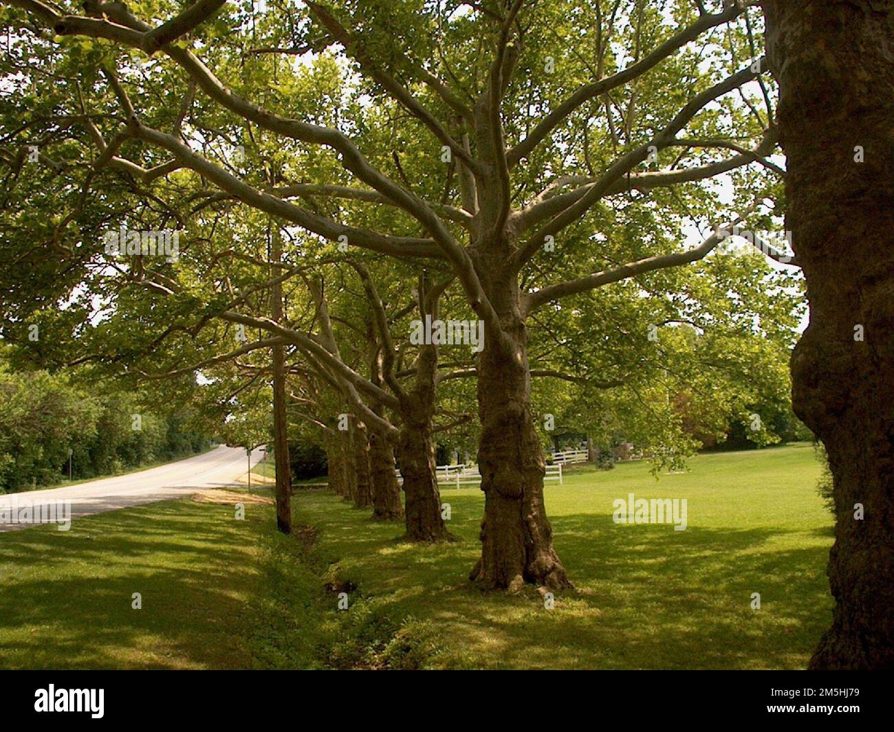 Brandywine Valley Scenic Byway - String of Pearls Sycamore Trees Along ...