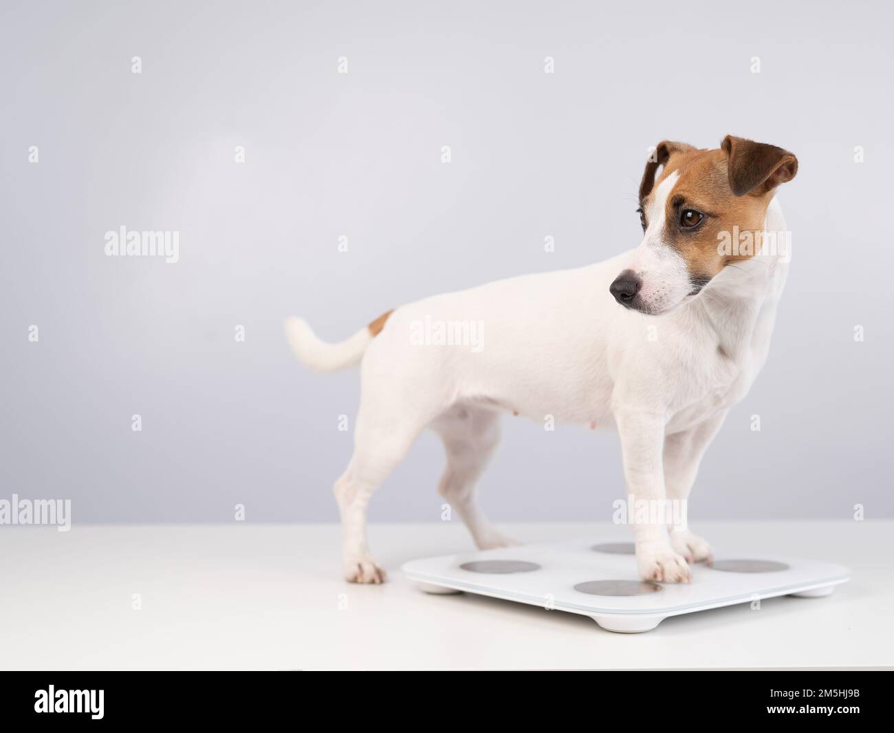 Dog jack russell terrier stands on the scales on a white background ...