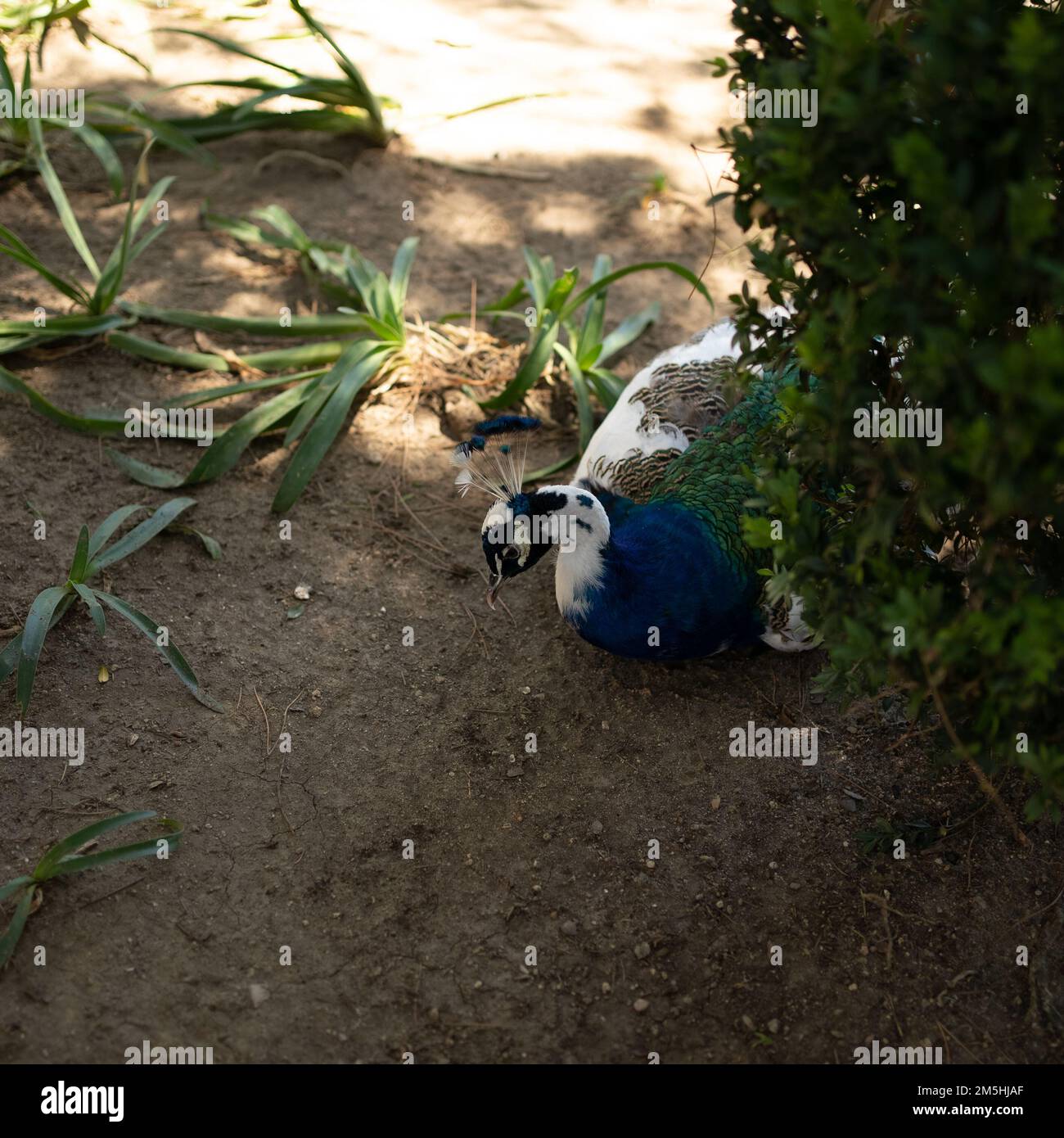Peacock nest hi-res stock photography and images - Alamy