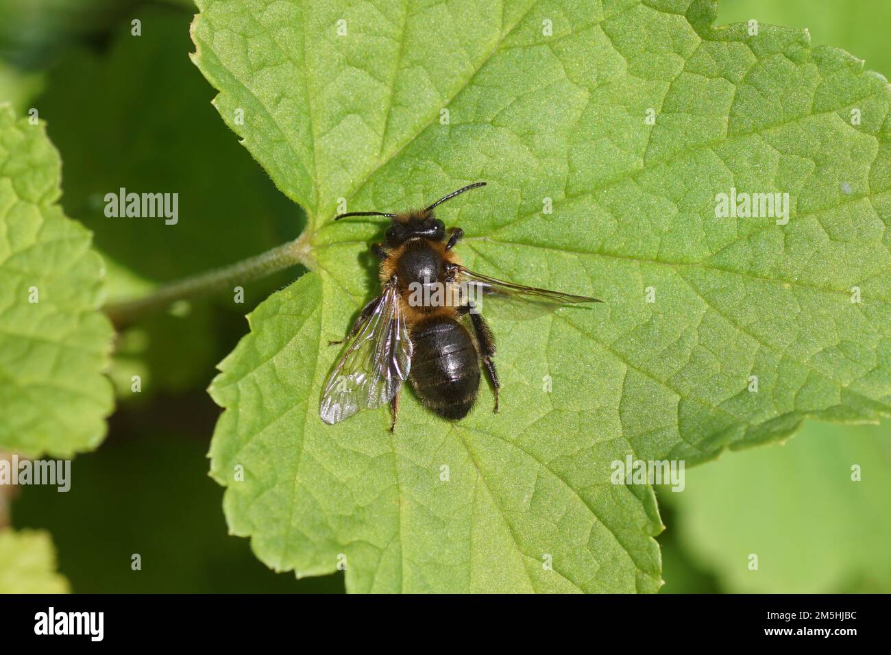 Chocolate mining bee or hawthorn bee (Andrena scotica) on a leaf ...