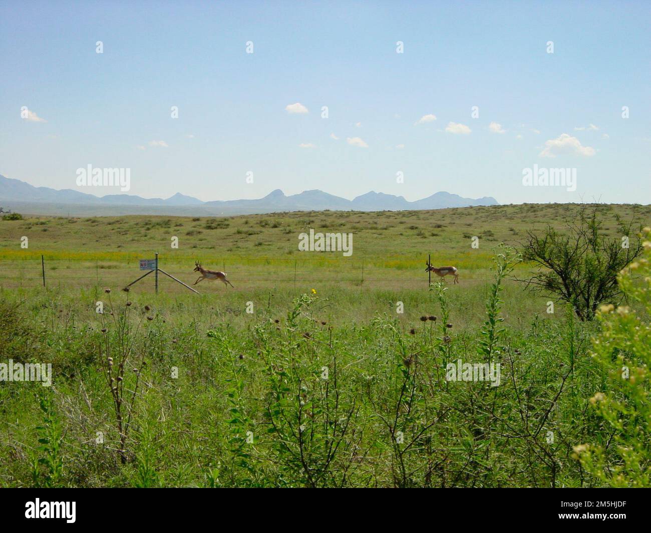 Historic Route 66 - Home on the Range. Antelope run freely in the ...