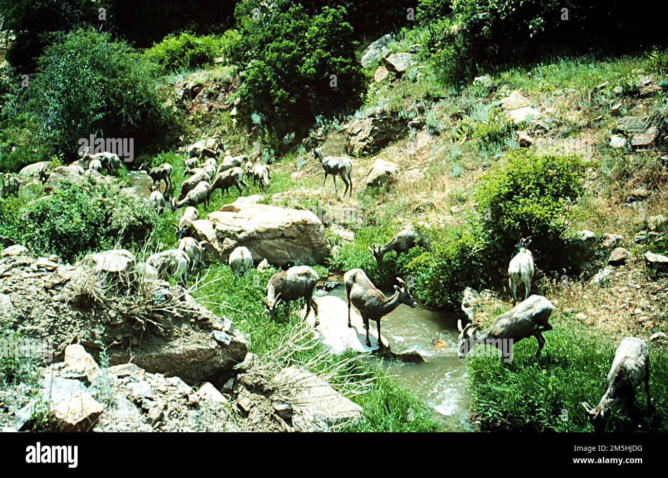 Gold Belt Tour Scenic and Historic Byway - Bighorn Sheep along Shelf ...
