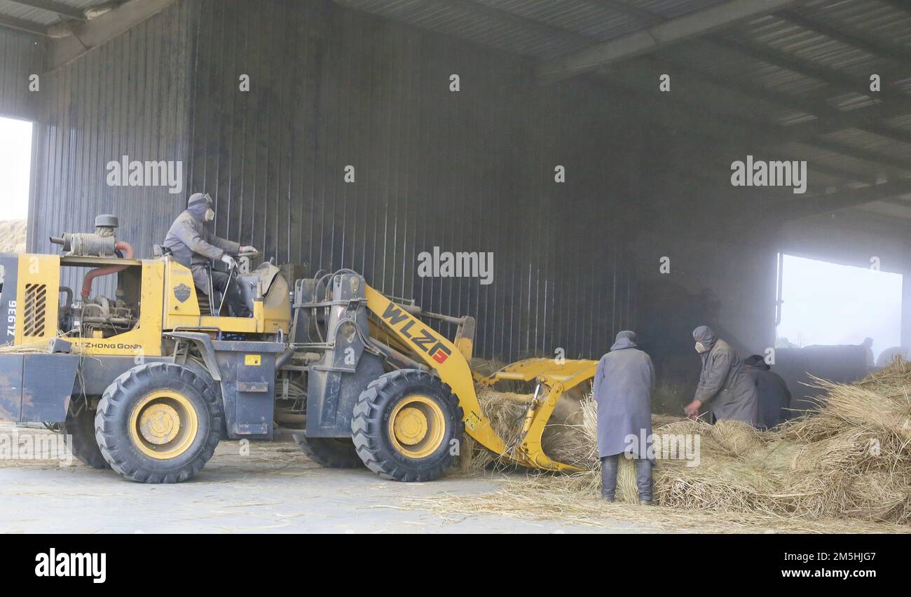 NANTONG, CHINA - DECEMBER 29, 2022 - Staff members process straw at a ...