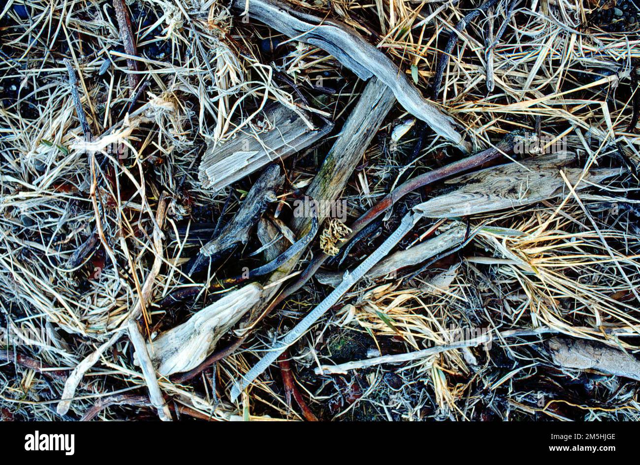 Strait of Juan de Fuca Highway - SR 131 - Beach Wrack on the Strait of ...