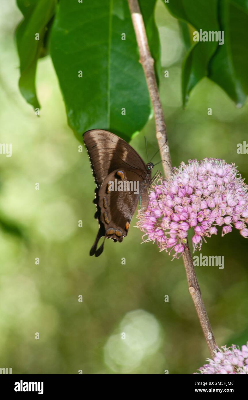 Ulysses Butterfly Papilio ulysses on Evodia Flower Stock Photo - Alamy
