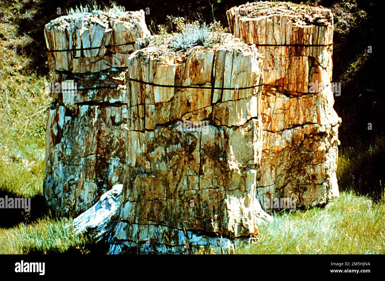 Gold Belt Tour Scenic and Historic Byway - Petrified Tree Stumps ...