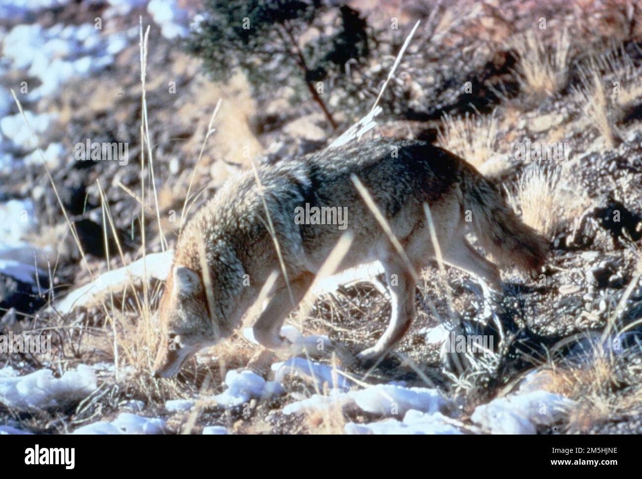 Flaming Gorge-Uintas National Scenic Byway - Coyote South of Wyoming ...
