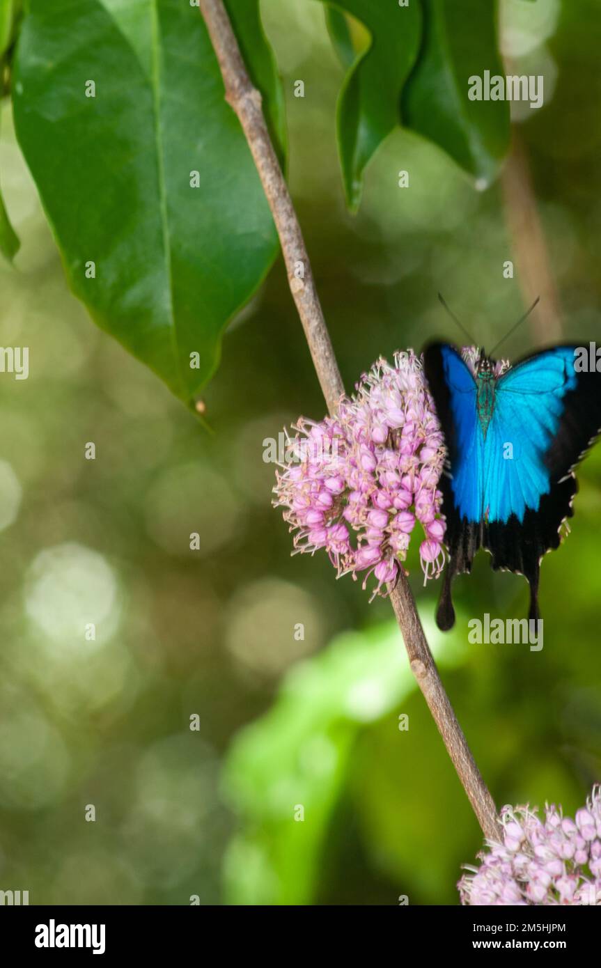 Ulysses Butterfly Papilio ulysses on Evodia Flower Stock Photo - Alamy
