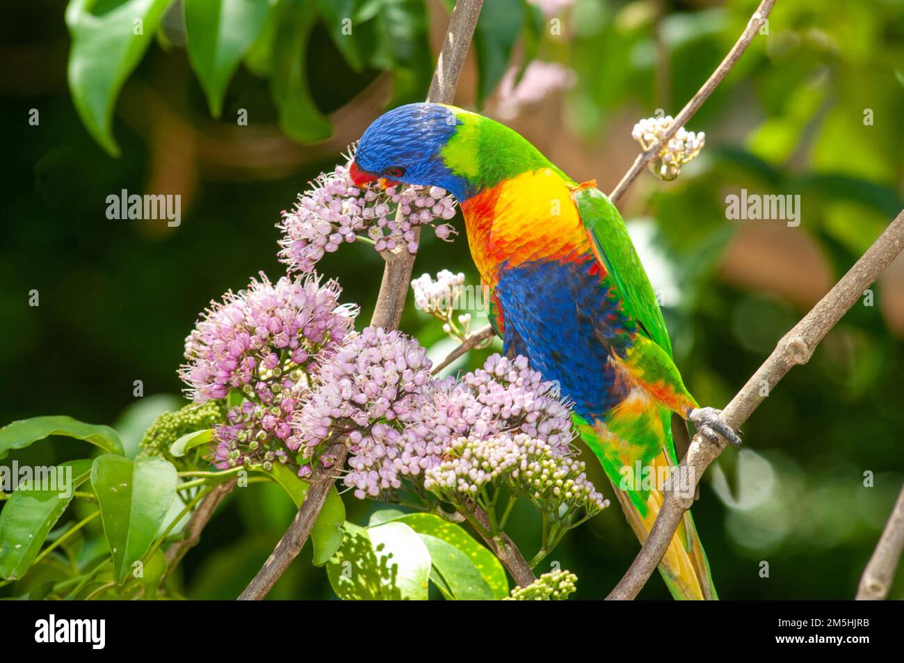 Rainbow Lorikeet Trichoglossus moluccanus in Evodia Blossoms Stock ...