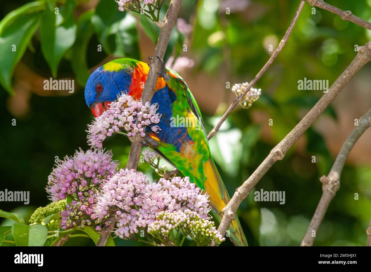 Rainbow Lorikeet Trichoglossus moluccanus in Evodia Blossoms Stock ...