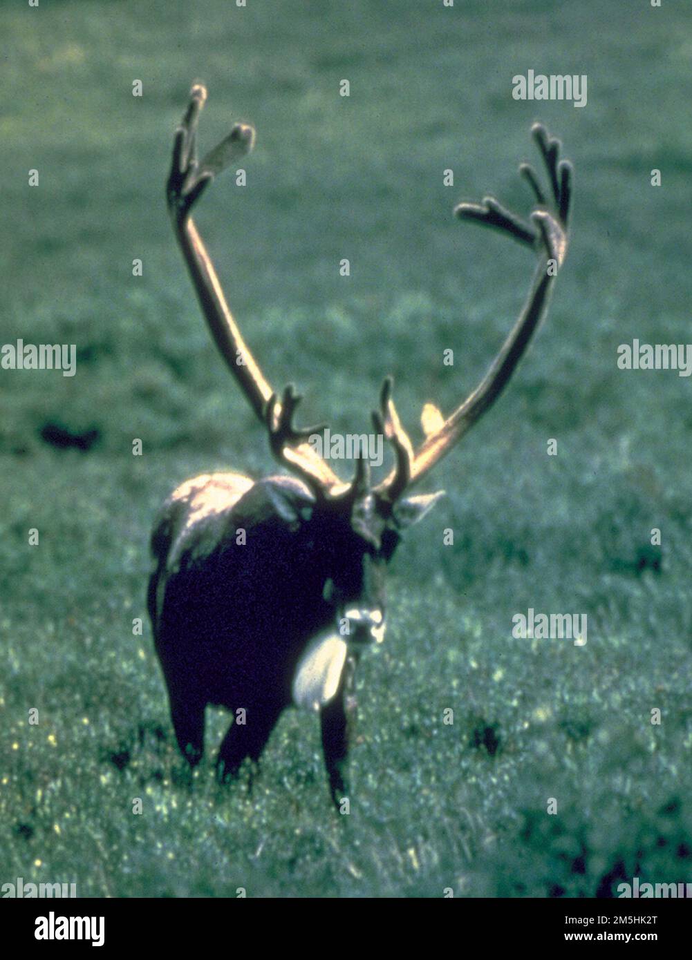 Woodland Caribou Endangered