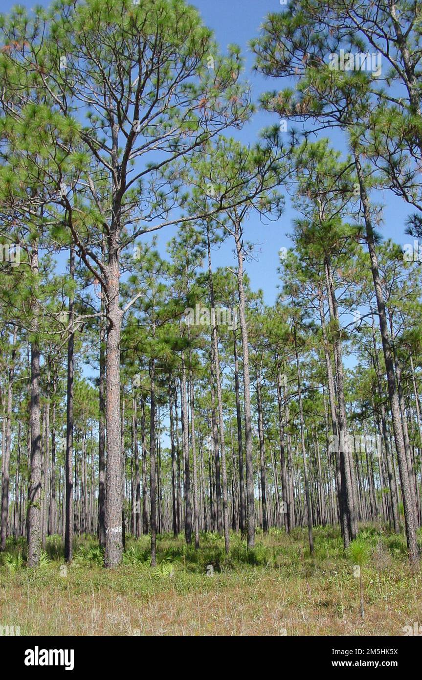 Big Bend Scenic Byway - Apalachicola National Forest. The Apalachicola ...