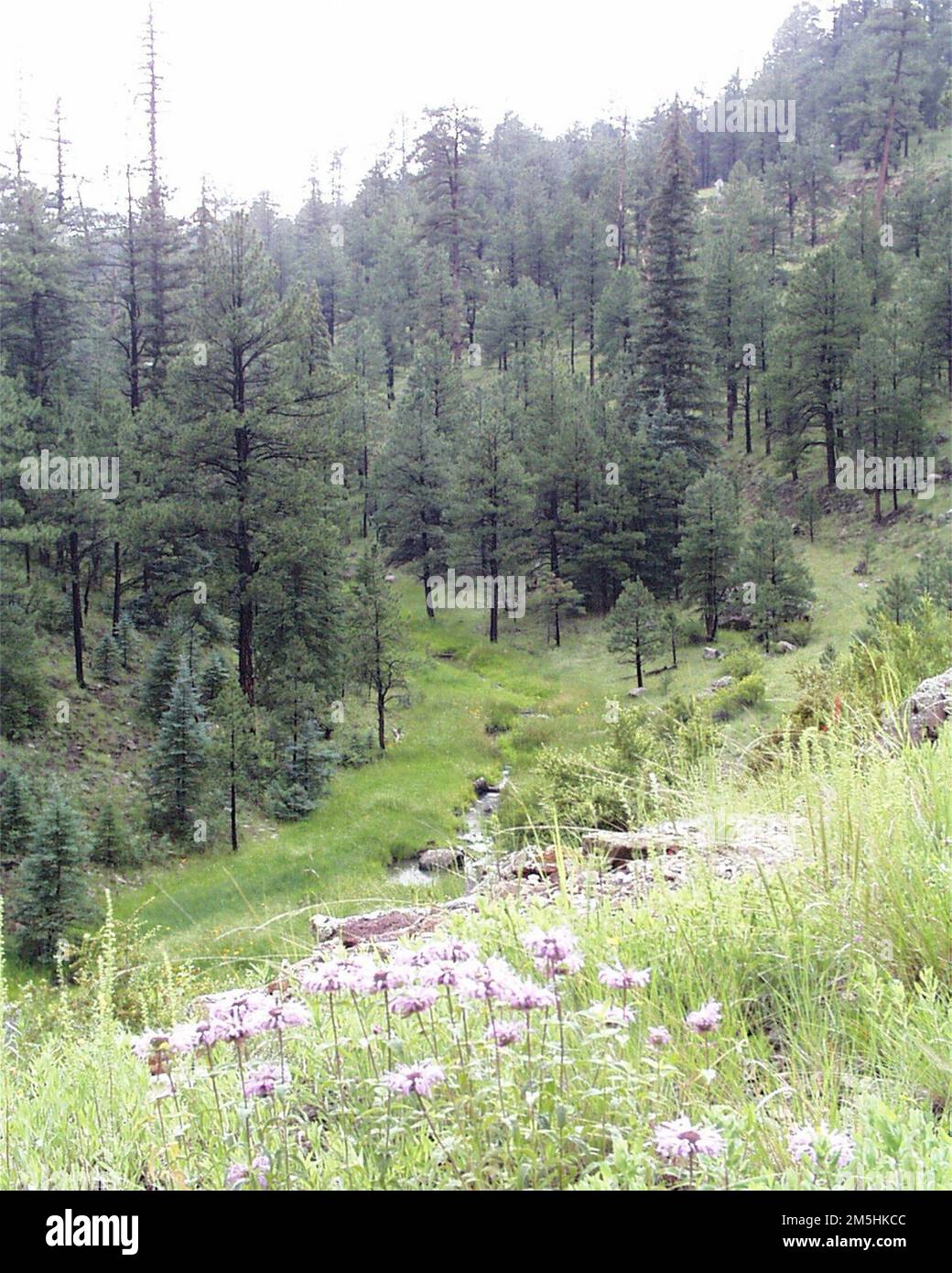 Coronado Trail Scenic Byway - Coronado in the Spring. Wildflowers and ...