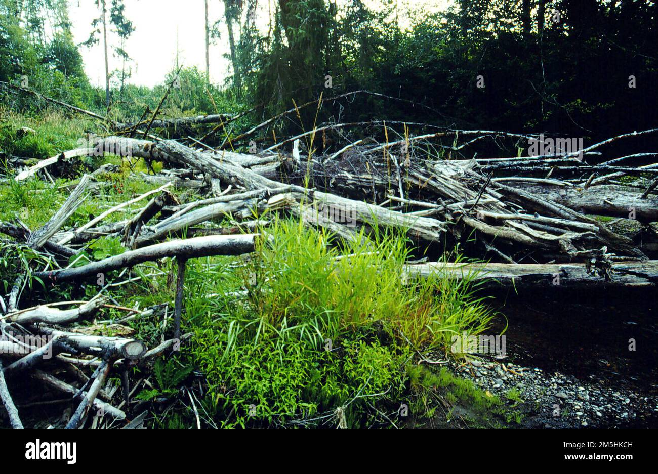 Strait of Juan de Fuca Highway - SR 121 - Salmon Stream Restoration ...