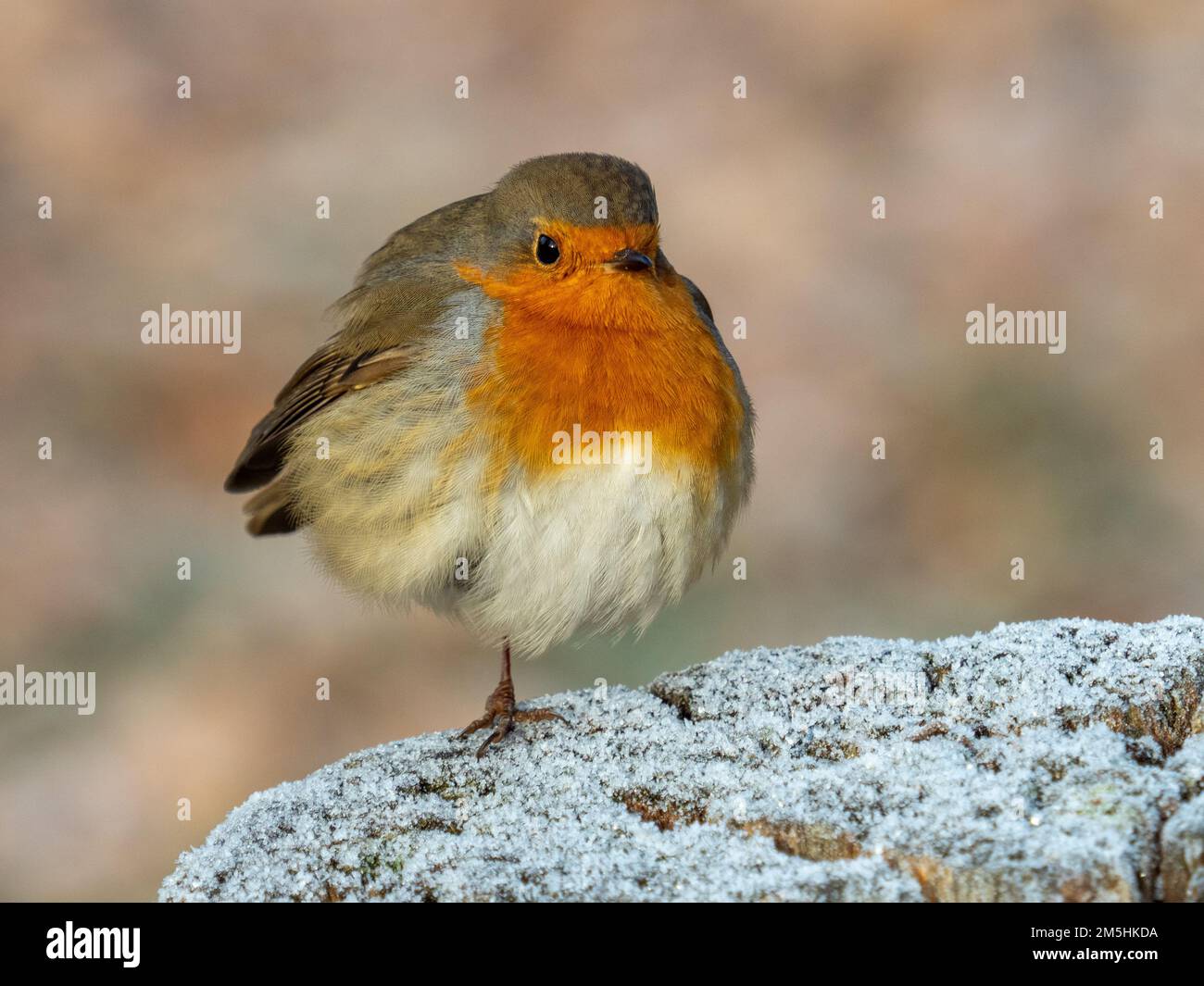 robin bird perched on one leg in wintertime Stock Photo - Alamy