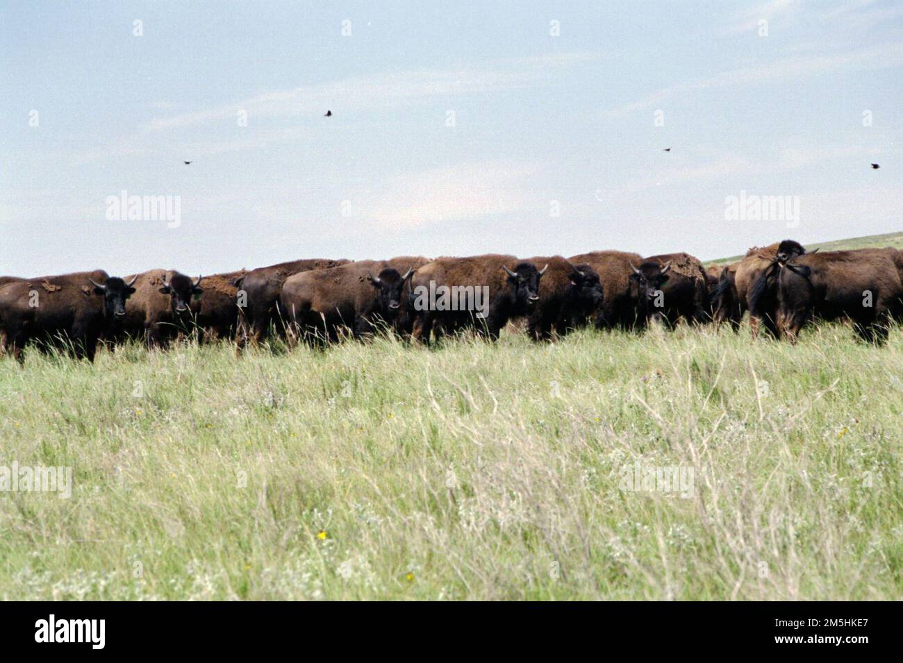 Native American Scenic Byway - Standing Rock Buffalo Pasture. A large ...