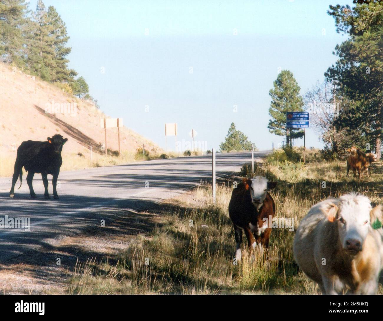 Scenic Byway 12 - Cattle on Boulder Mountain. Cattle enjoy the grasses ...