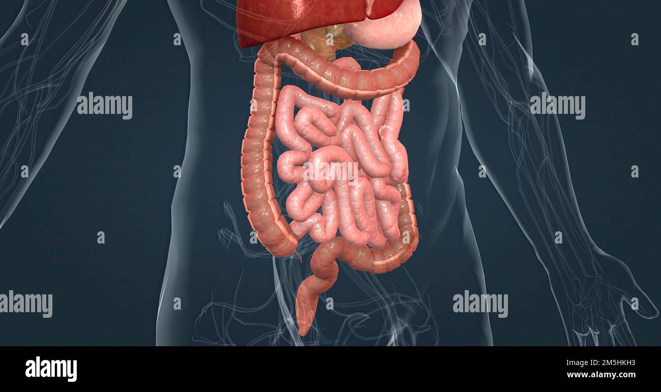 The intestines are responsible for breaking down food, absorbing its ...