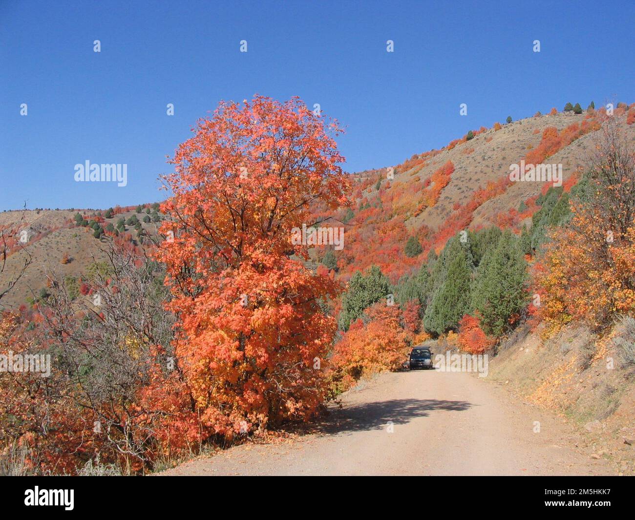 Leaves that look like fire hi-res stock photography and images - Alamy