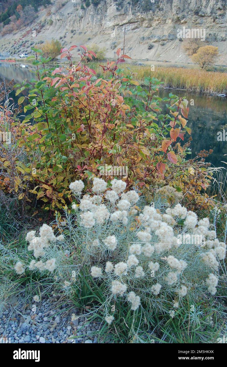Logan Canyon Scenic Byway - White and Russet Bushes at Third Dam. A ...