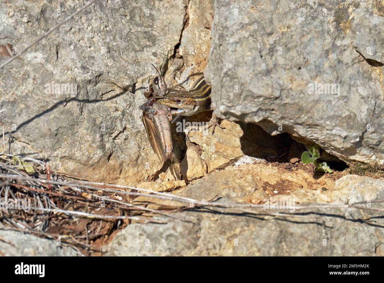 Peloponnese wall lizards hi-res stock photography and images - Alamy