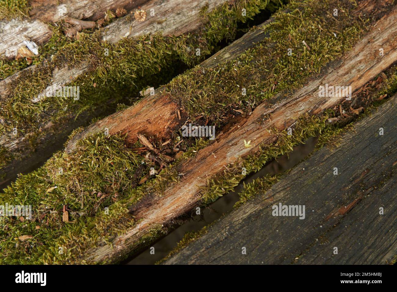 A closeup shot of wooden bench planks covered in green moss Stock Photo ...