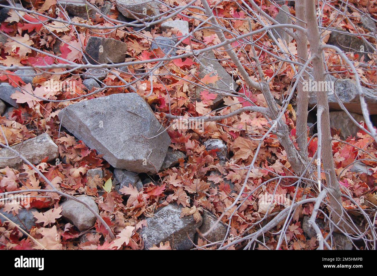 Logan Canyon Scenic Byway - Rocks and Fallen Maple Leaves on Riverside ...