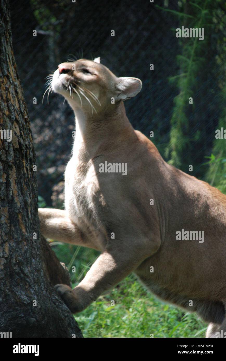 Big Bend Scenic Byway - Florida Panther in Tallahassee Museum. An ...
