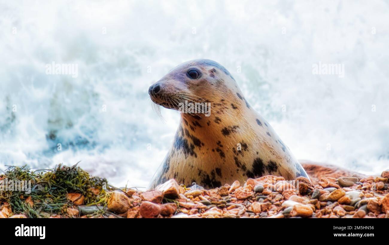 Grey seal and breaking surf Stock Photo - Alamy