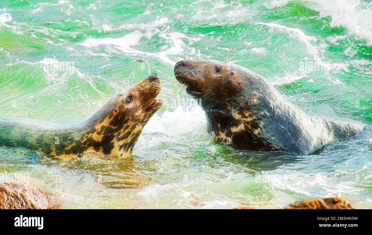 Male and female grey seals together in the ocean Stock Photo - Alamy