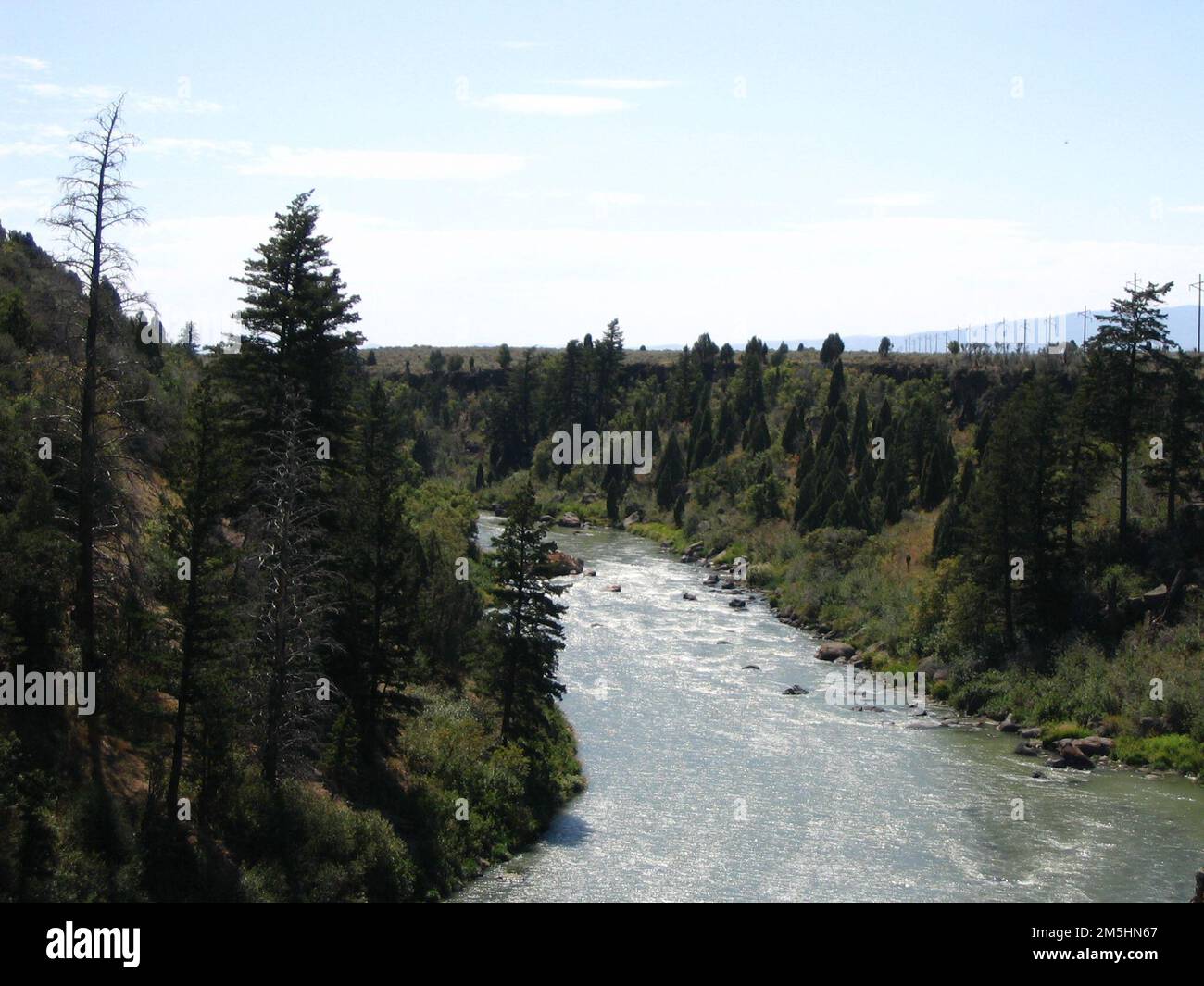 Pioneer Historic Byway - River Pines. The pines along the edge of this ...