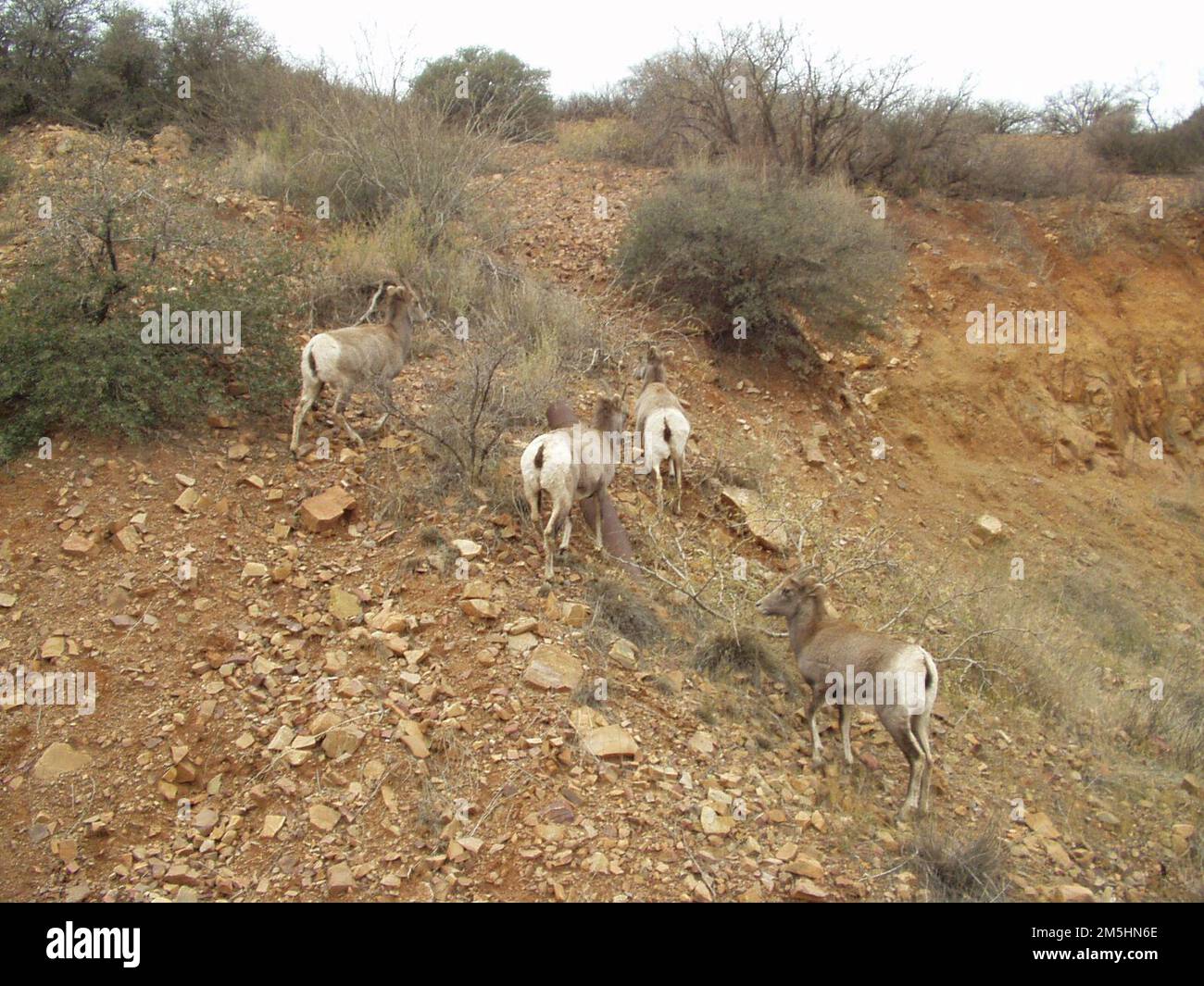 Coronado Trail Scenic Byway - Desert Big Horn Sheep. The majestic rams ...