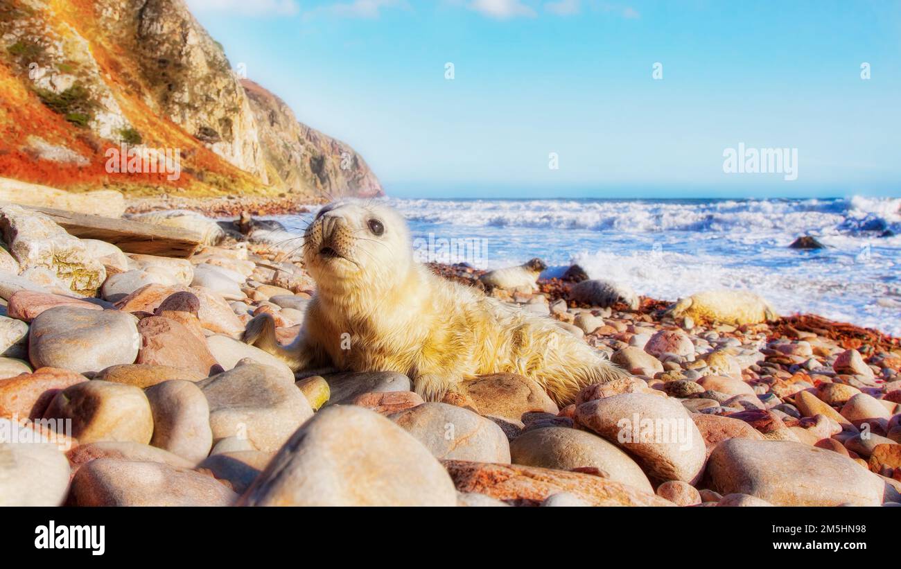 Seal rookery hi-res stock photography and images - Alamy