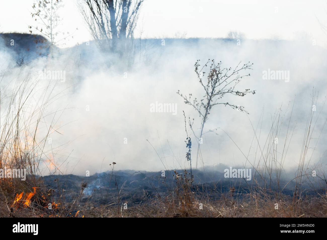 Dry grass burning on field during day close-up. Burning dry grass in ...