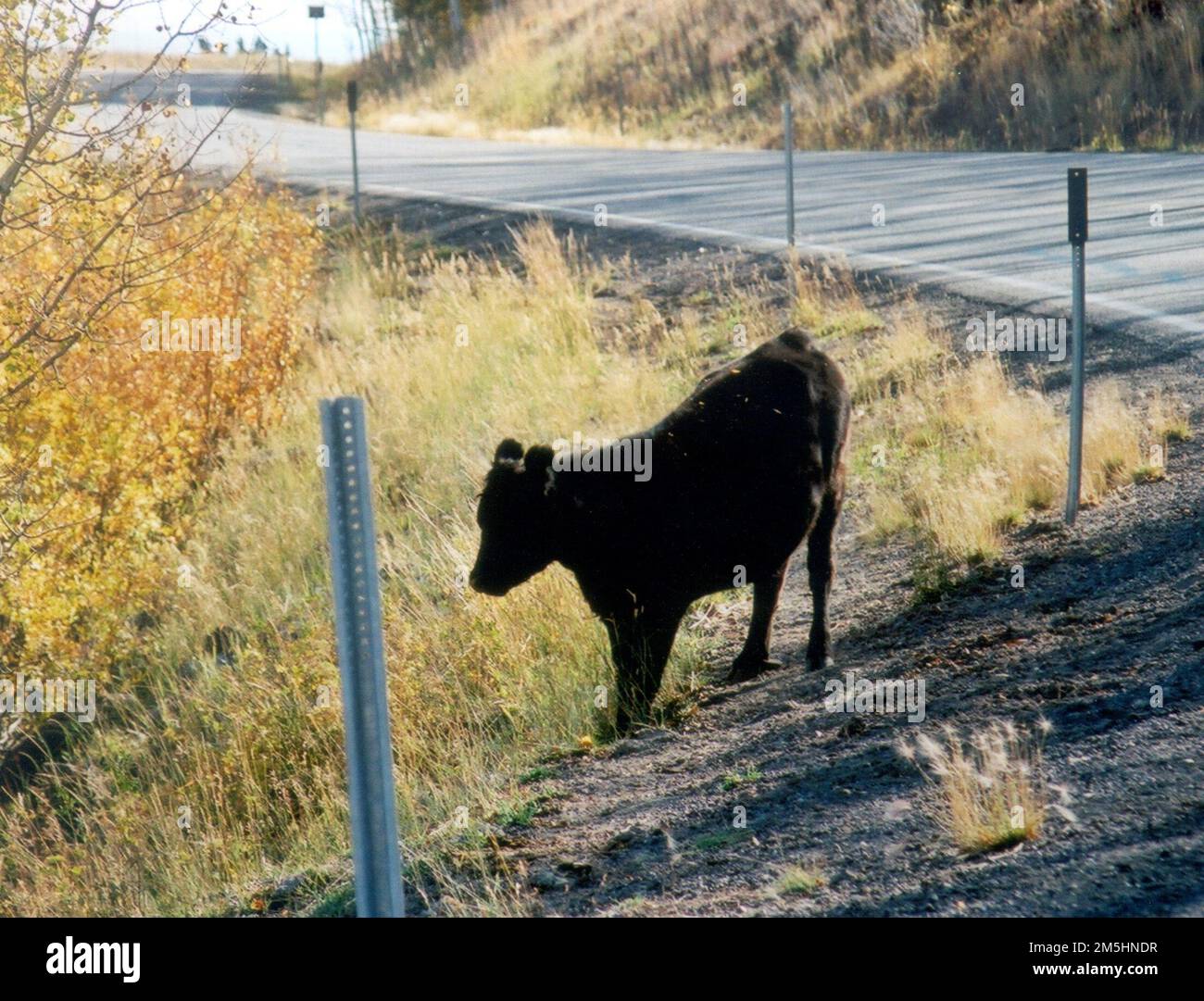 Scenic Byway 12 - A Cow Grazes on Boulder Mountain.. Visitors may ...