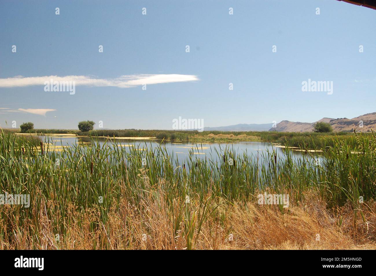 Volcanic Legacy Scenic Byway - Discovery Marsh. Tall grasses and other ...