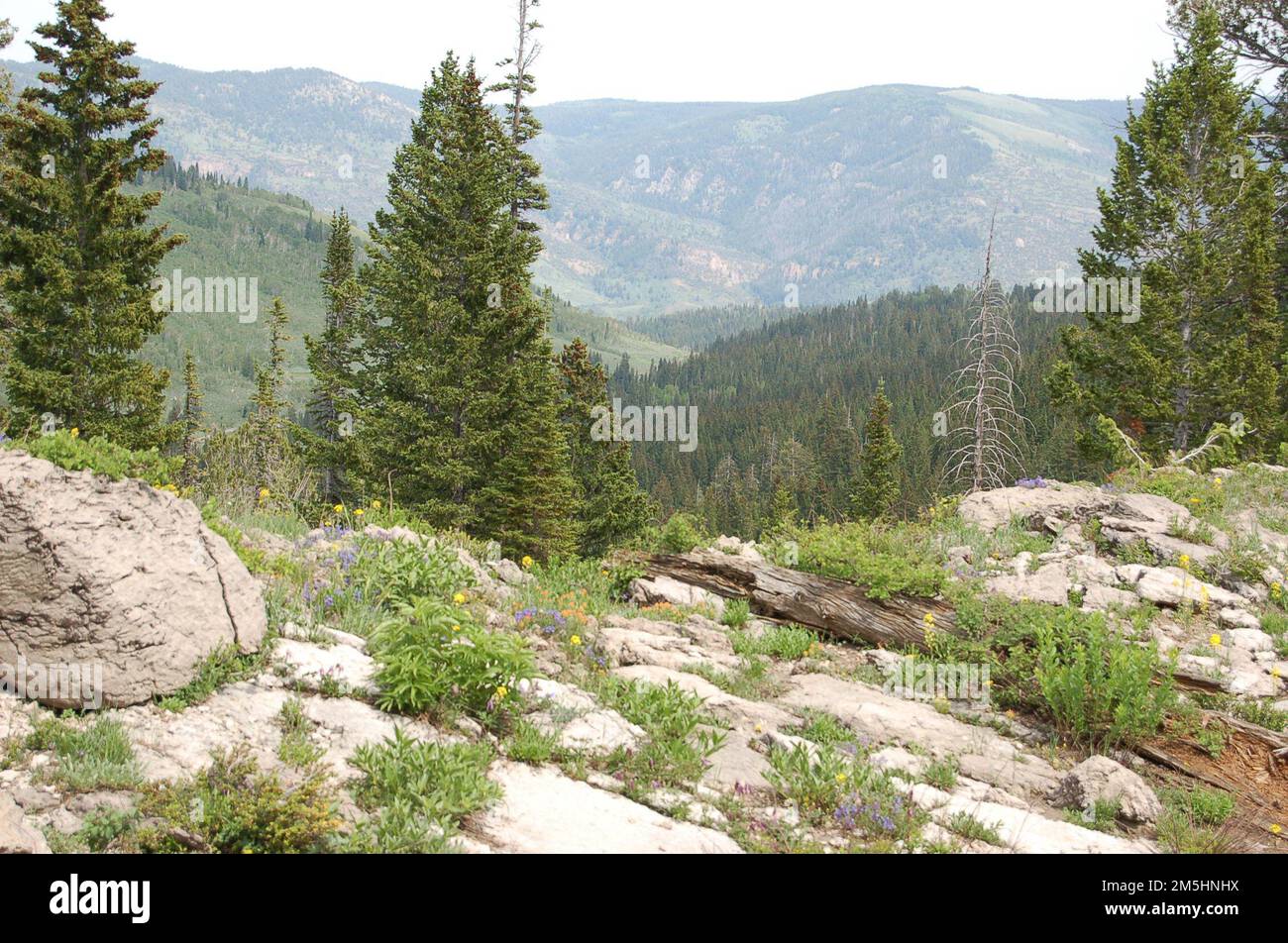 Logan Canyon Scenic Byway - Wildflowers above Logan Canyon. Wildflowers ...