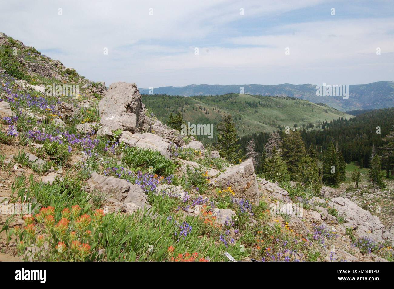 Logan Canyon Scenic Byway - Wildflowers on Rocky Hillside in Logan ...