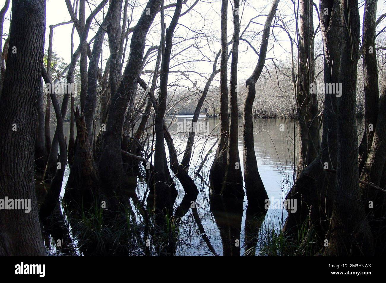 . Tupelo Gum Trees stand along the Apalachicola River's banks. Location ...